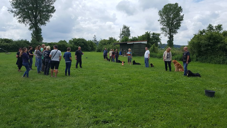 Calming Signals (Beschwichtigungssignale) – Hundecoach Udo